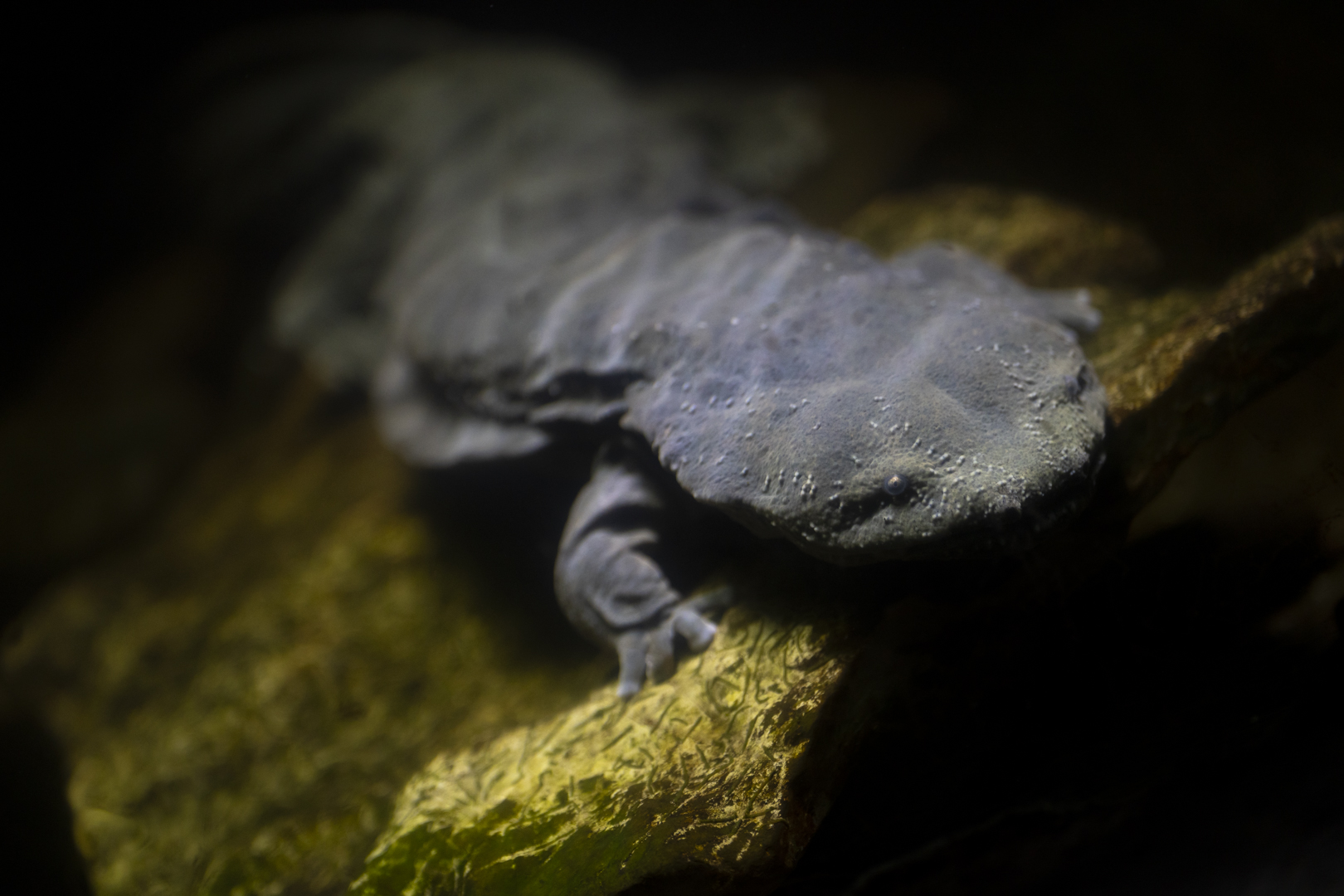 Eastern Hellbender | Columbus Zoo and Aquarium